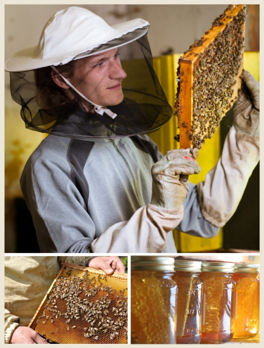 Bee-Collage-1 - Colorfully BEHR