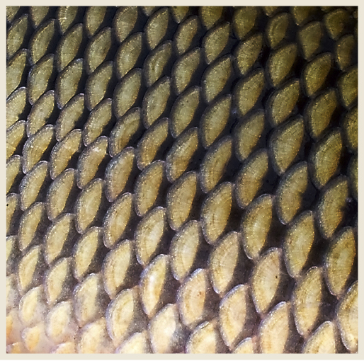 Shell FishScale pattern - Colorfully BEHR