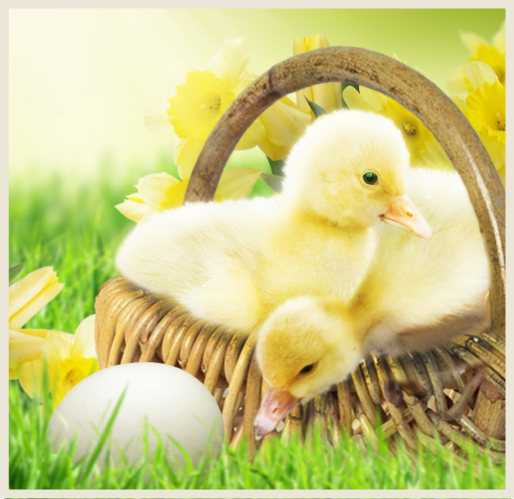 Yellow duckling color - Colorfully BEHR