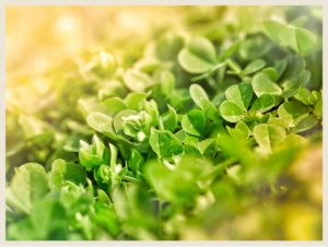 Color of the Month - Lucky Clover | Colorfully, BEHR Blog